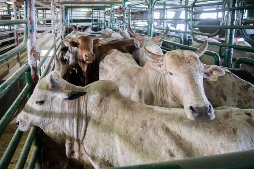 El-Tur Port receives first commercial ship - Egyptian Gazette