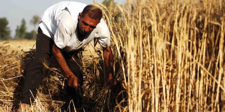 Egypt celebrates 69th National Farmer’s Day - Egyptian Gazette