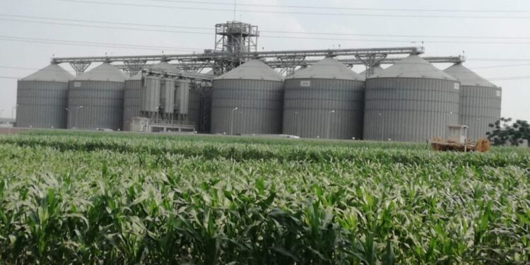 22 silos to be automated with IBM and ACME SAICO partnership - Egyptian ...