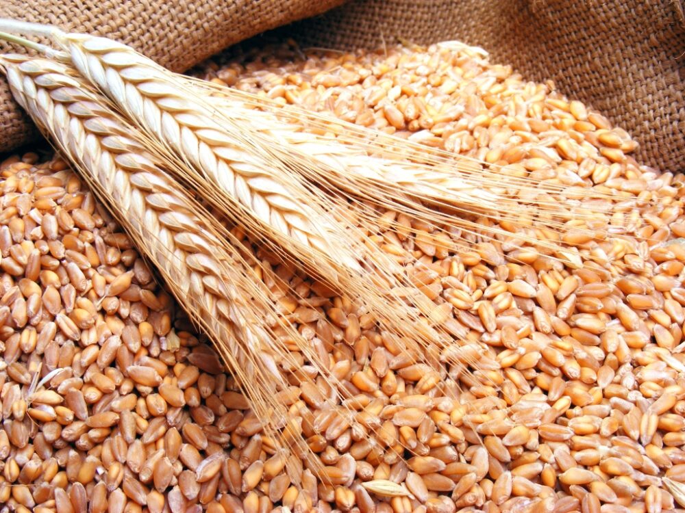 State keen on boosting local wheat cultivation to attain self ...